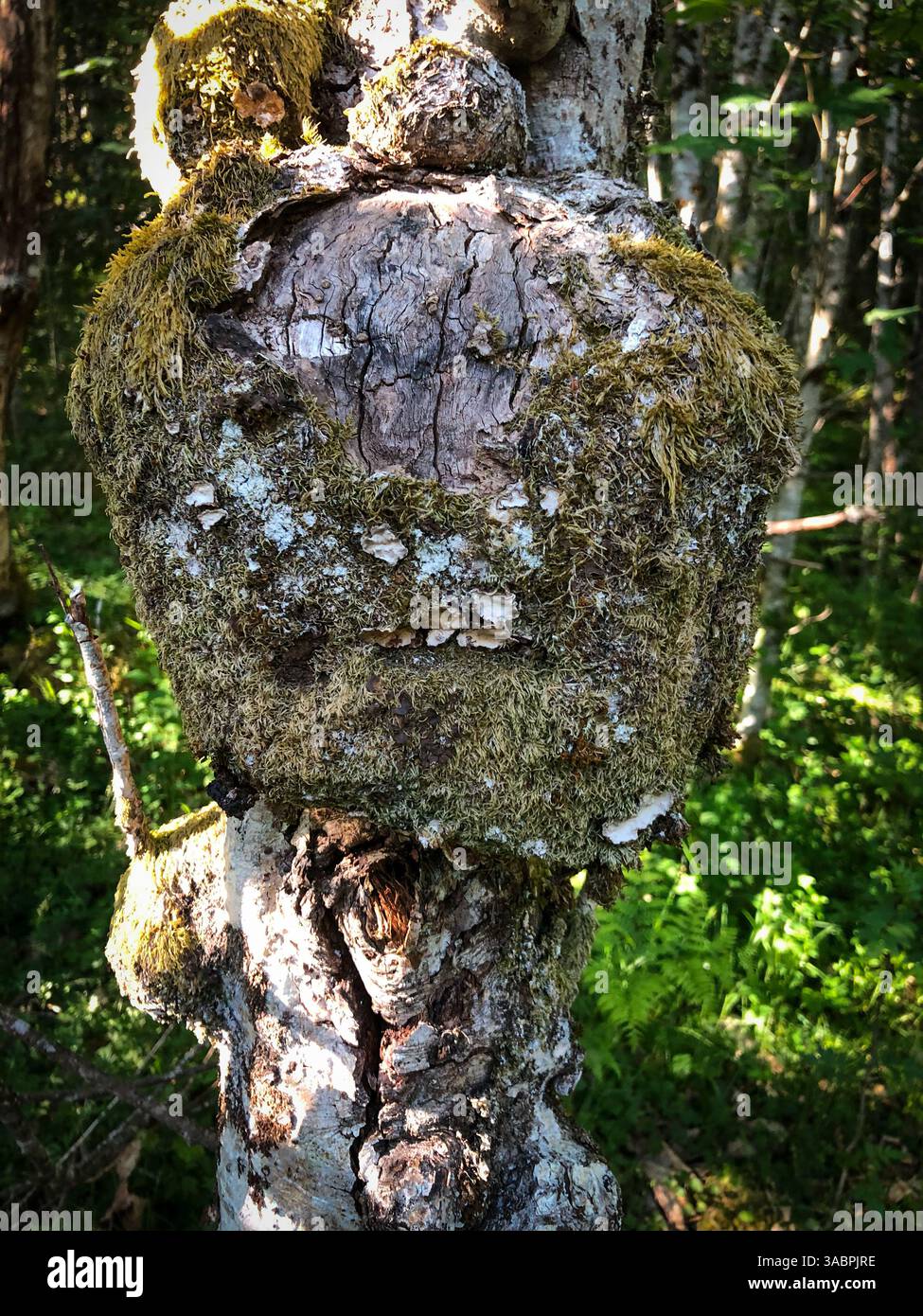 Tree trunk figure hi-res stock photography and images - Alamy