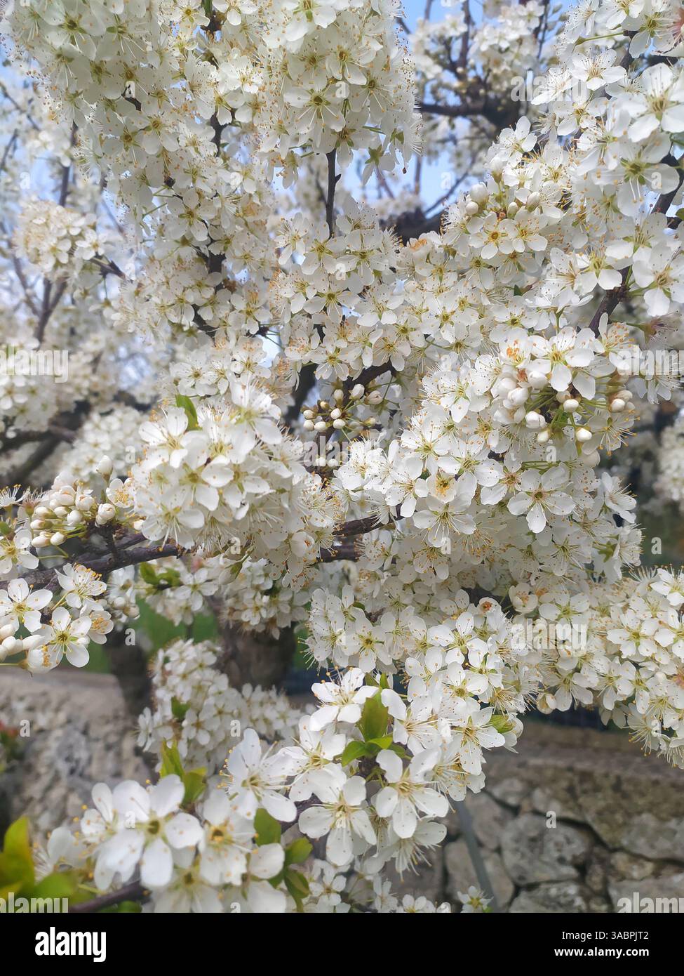 Densely covered with small hi-res stock photography and images - Alamy