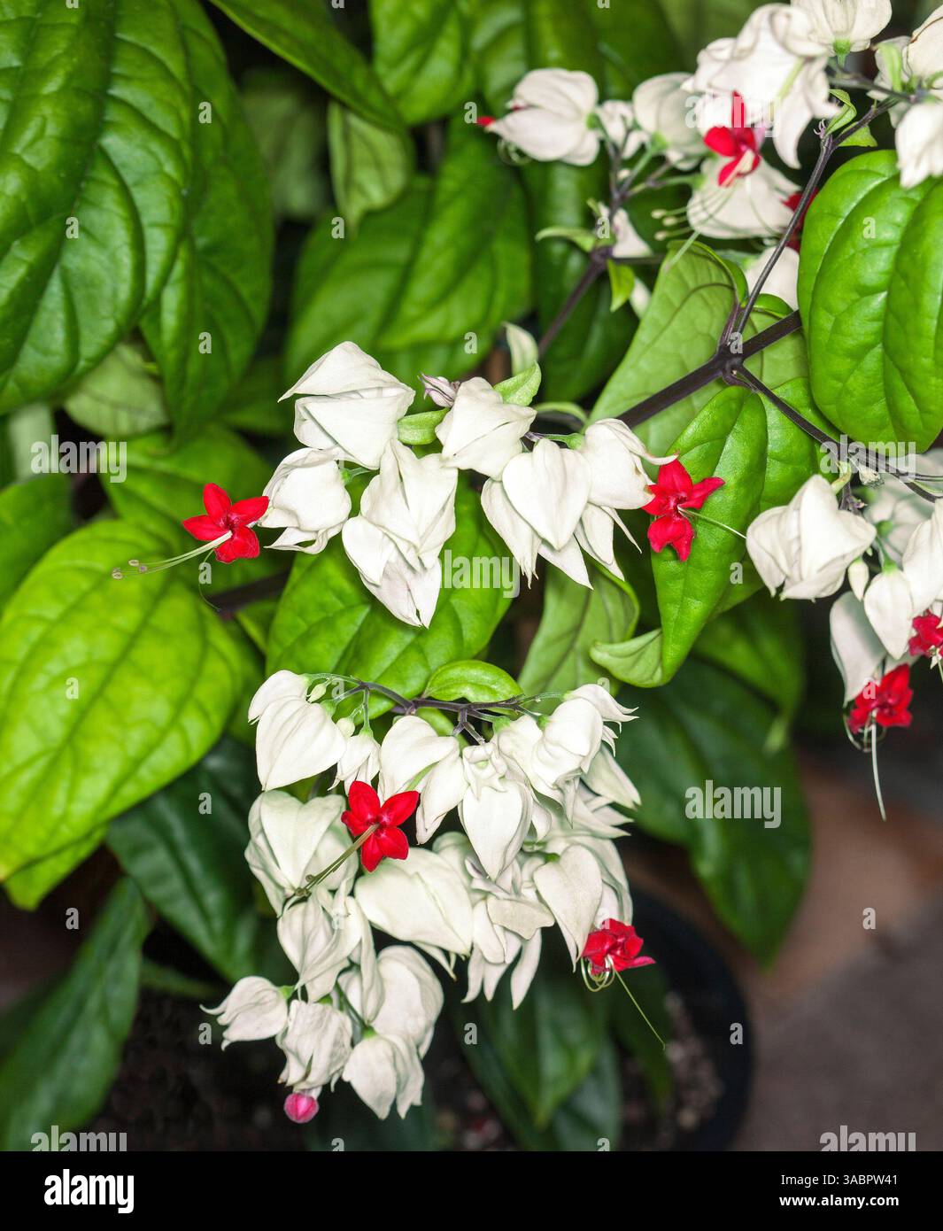 Clerodendron thomsoniae , Bleeding Heart Vine Stock Photo - Alamy