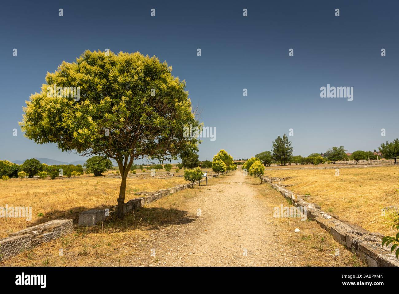 Ancient greek columns in Pella, archaeological site in Macedonia ...