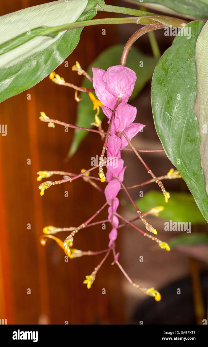 Globba winitii 'Red Dragon;. an ornamental ginger Stock Photo - Alamy