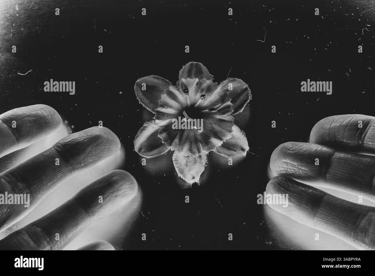 Moody image of daffodil flower, daffodil day, cancer awareness Stock ...