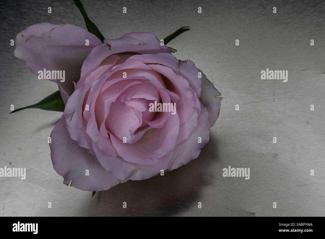 Pastel pink rose isolated on a shiny silver background with copy space ...