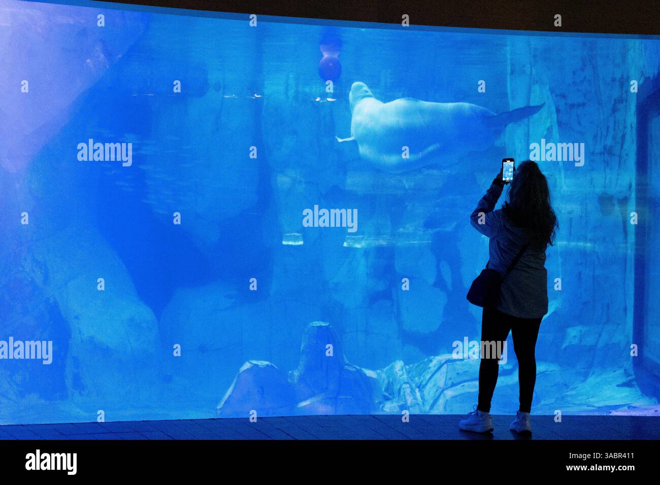people standing and watching the Beluga whale at Oceanografic de ...