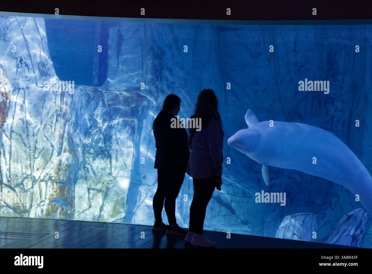 people standing and watching the Beluga whale at Oceanografic de ...
