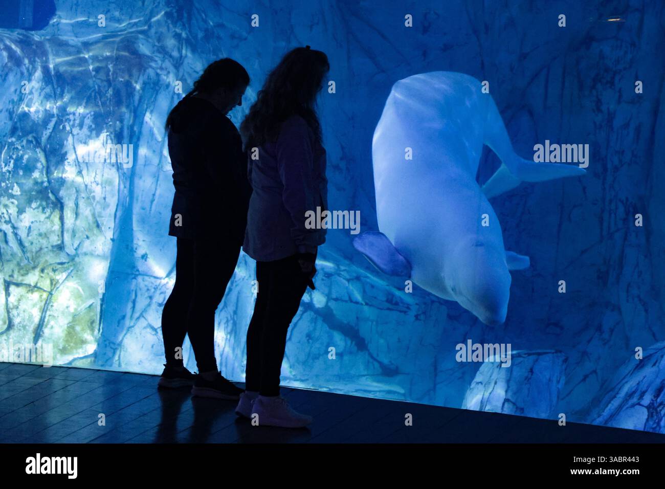 people standing and watching the Beluga whale at Oceanografic de ...