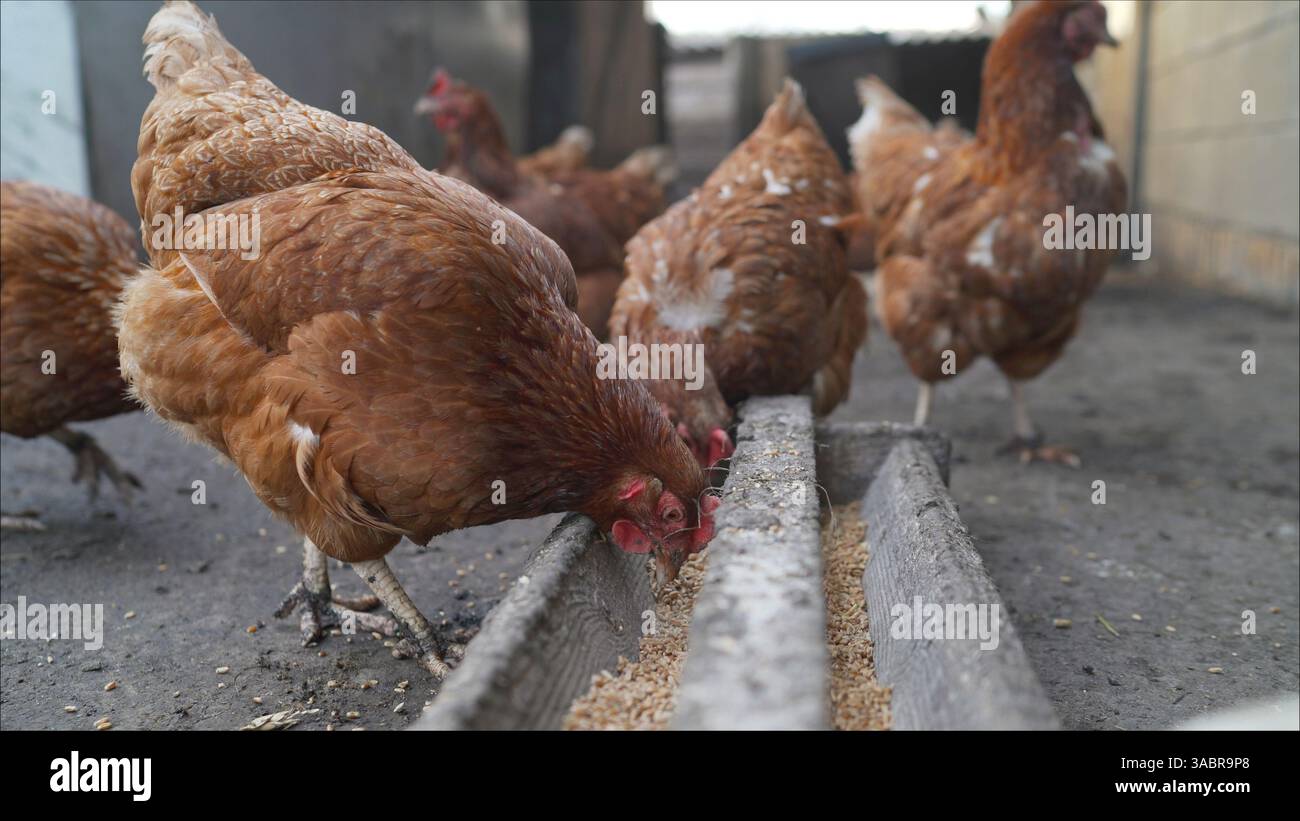 Chickens eat on a farm from a feeder. Domestic white, black and brown ...
