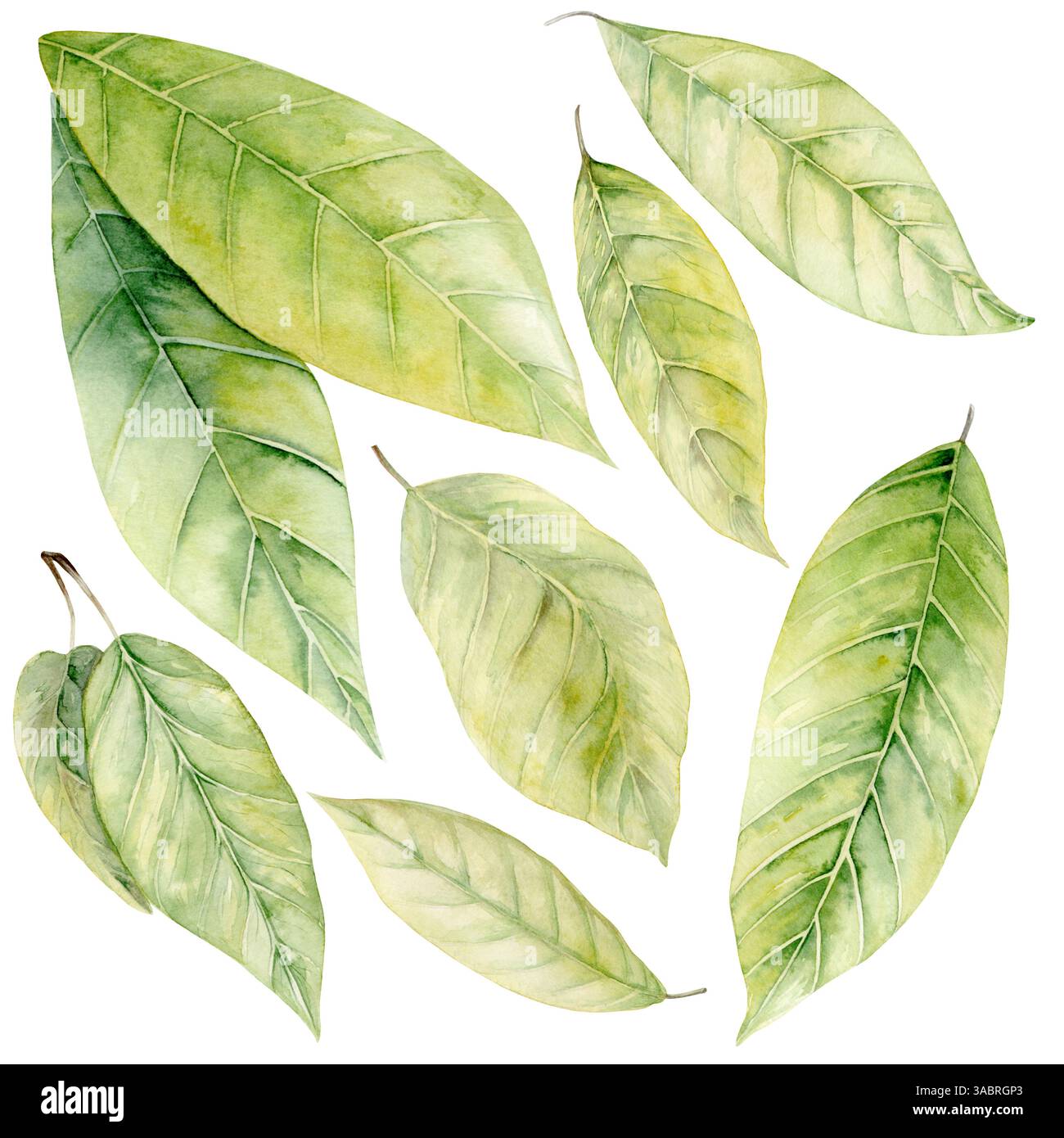 Seamless designs in flowers Cut Out Stock Images & Pictures - Alamy