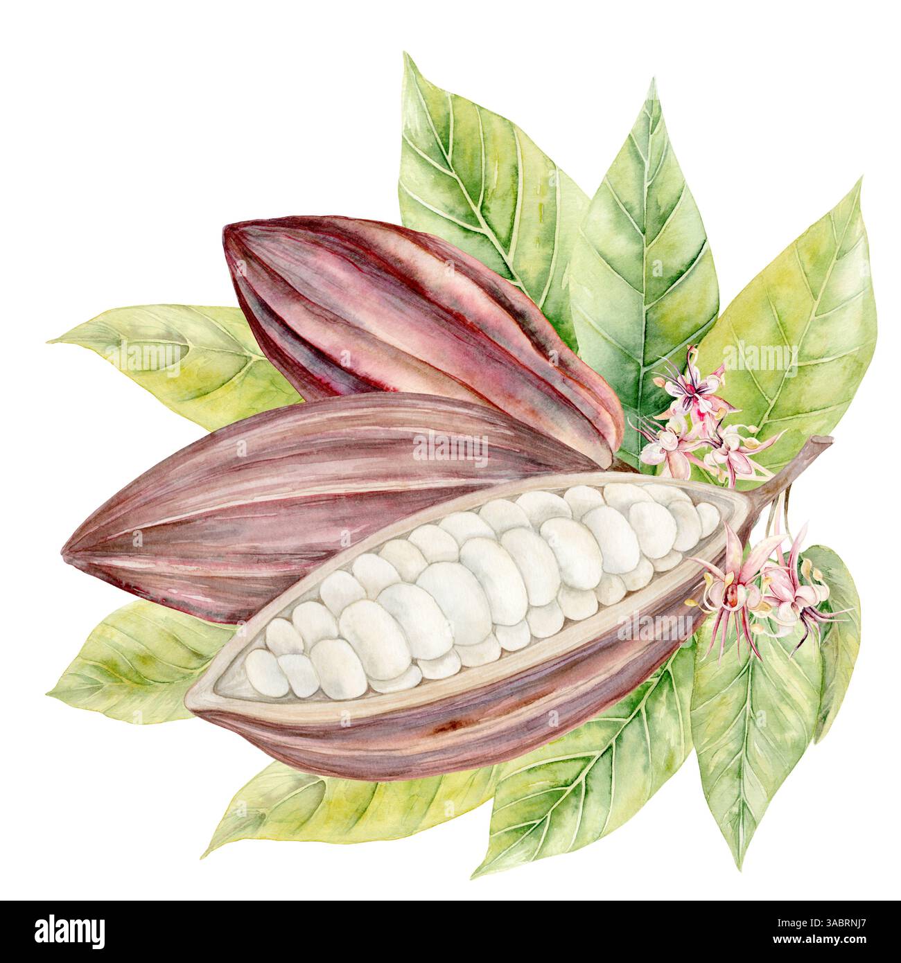 Fruits and flowers of the Cacao tree. Cocoa Bean. Watercolor ...