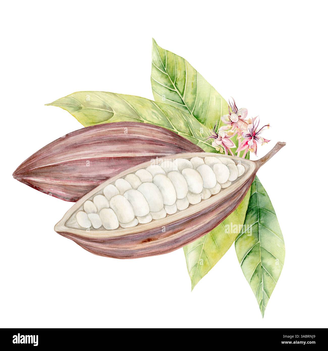 Fruits and flowers of the Cacao tree. Cocoa Bean. Watercolor ...