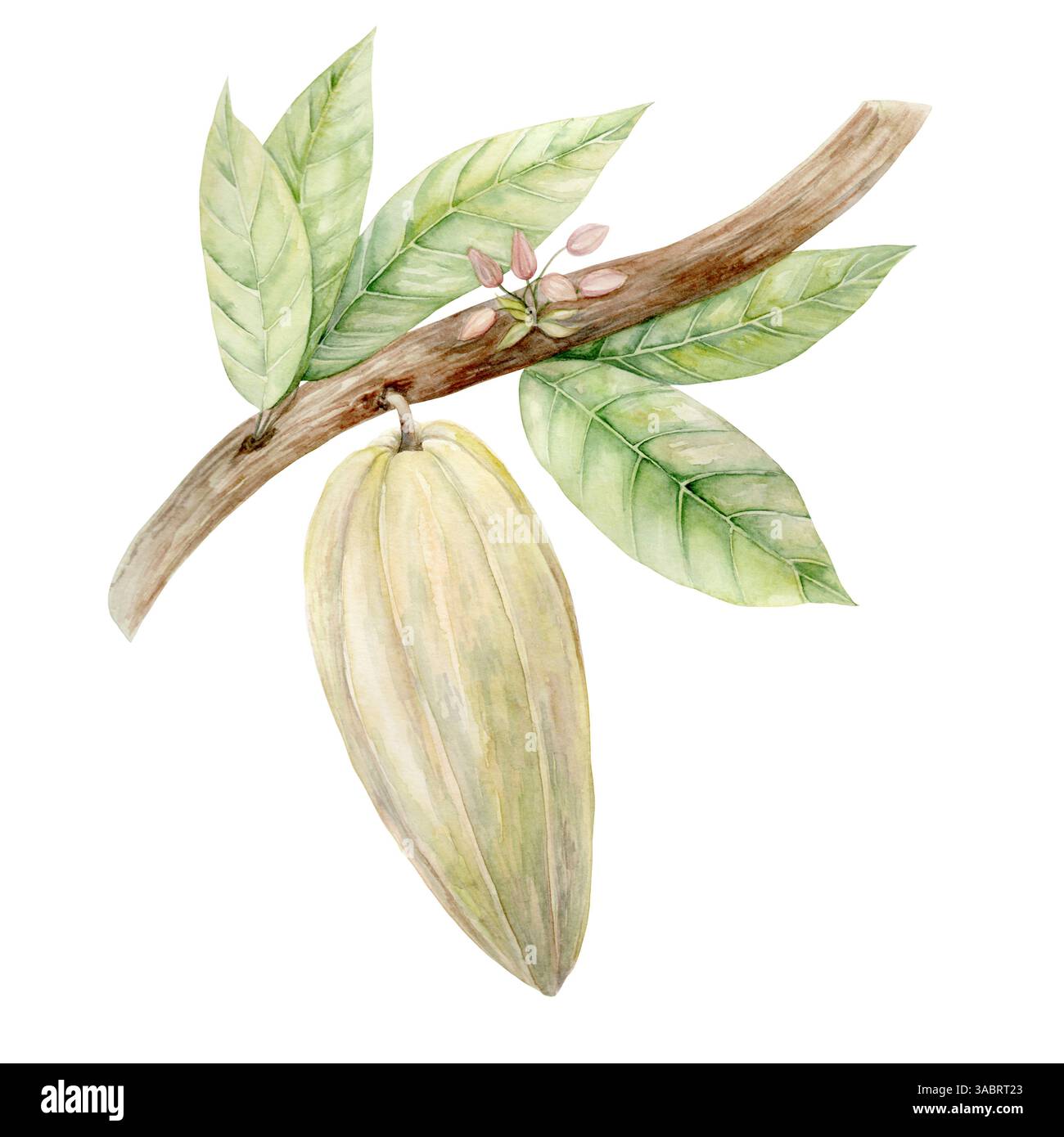 The fruit of the Cacao tree on a branch. Cocoa Bean. Watercolor ...