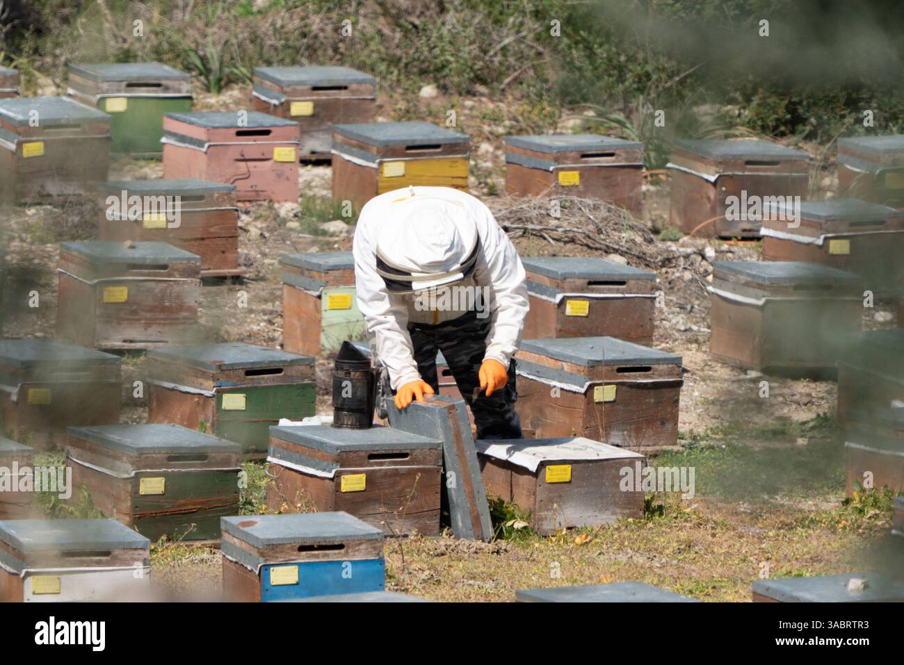 Beekeeper man tending beehives in Turkey Stock Photo - Alamy