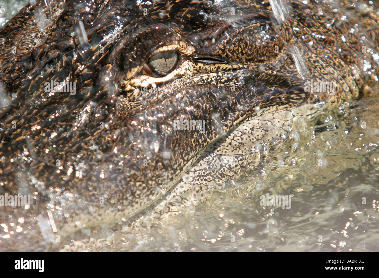 August 09, 2007-Los Angeles, CA, USA; Reggie, the alligator that ...