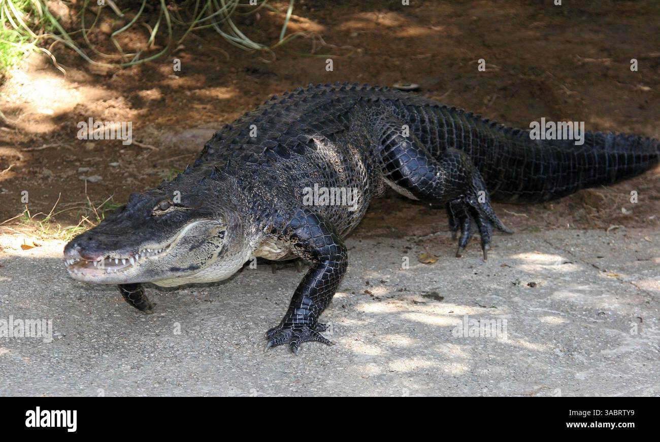 August 09, 2007-Los Angeles, CA, USA; Reggie, the alligator that ...