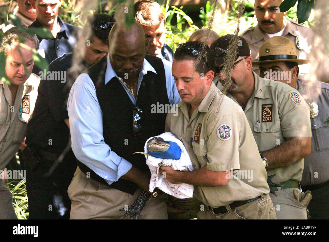 August 09, 2007-Los Angeles, CA, USA; Reggie, the alligator that ...