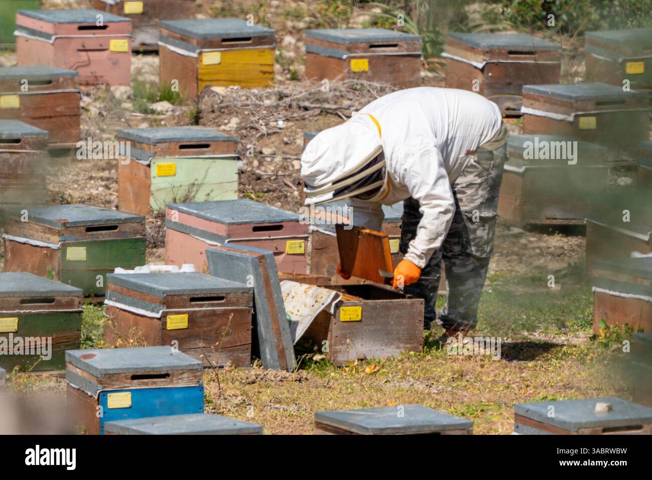 Beekeeper man tending beehives in Turkey Stock Photo - Alamy