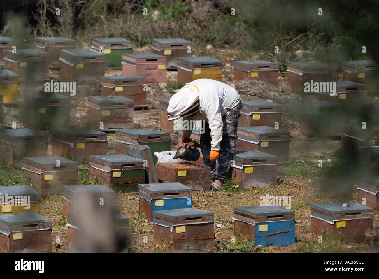 Beekeeper man tending beehives in Turkey Stock Photo - Alamy