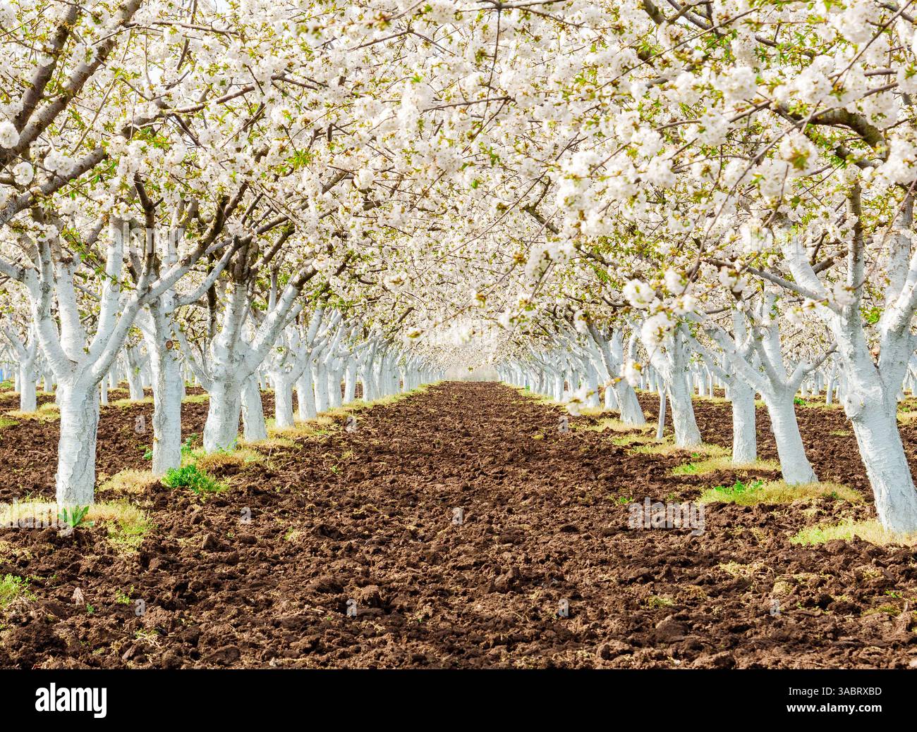 Cherry orchard in full blossom, with trees covered in white flowers at ...