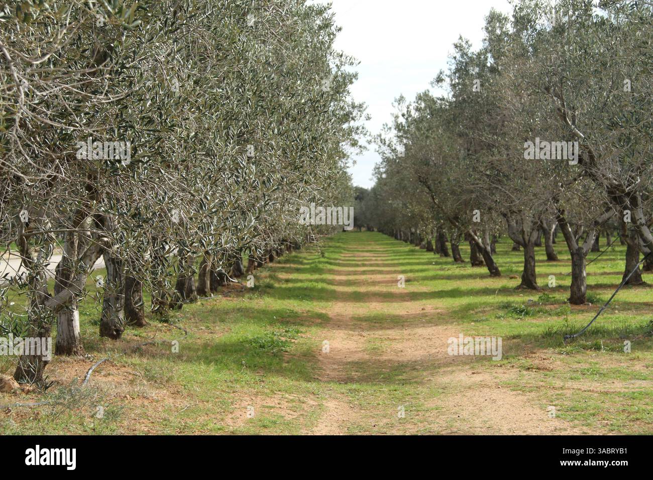 Young olive grove in Puglia, Italy Stock Photo - Alamy
