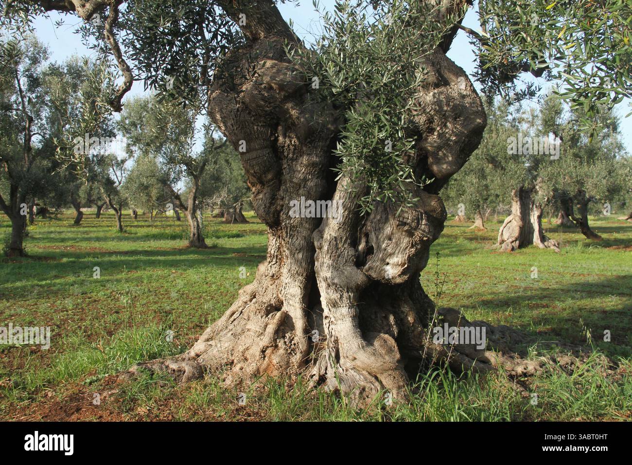 Old olive trees in Puglia, Italy Stock Photo - Alamy