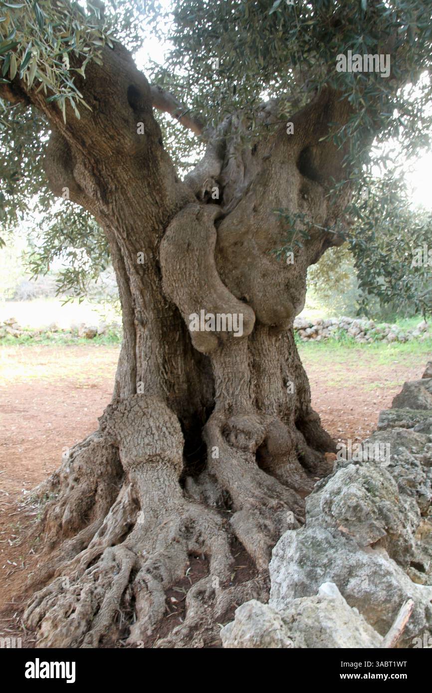 Old olive trees in Puglia, Italy Stock Photo - Alamy