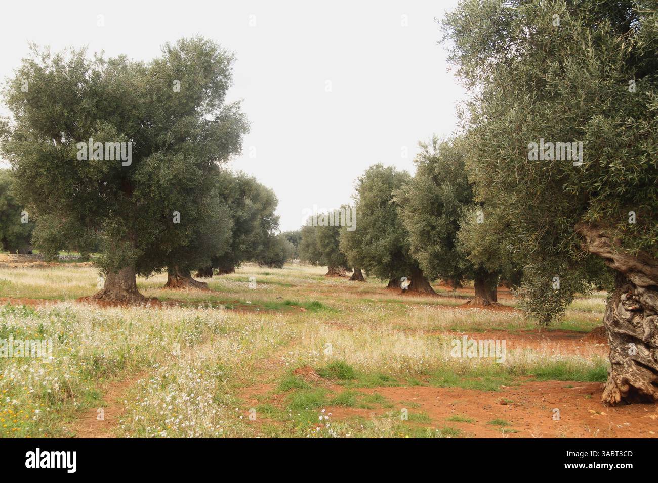 Olive tree grove in Puglia, Italy Stock Photo - Alamy