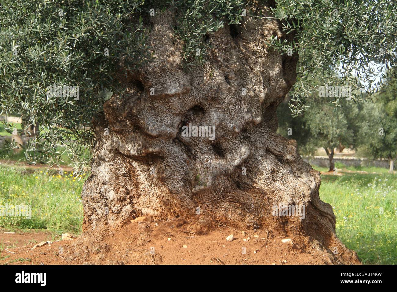 Old olive trees in Puglia, Italy Stock Photo - Alamy