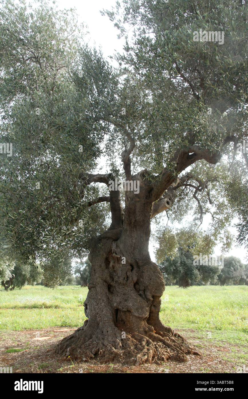 Old olive trees in Puglia, Italy Stock Photo - Alamy