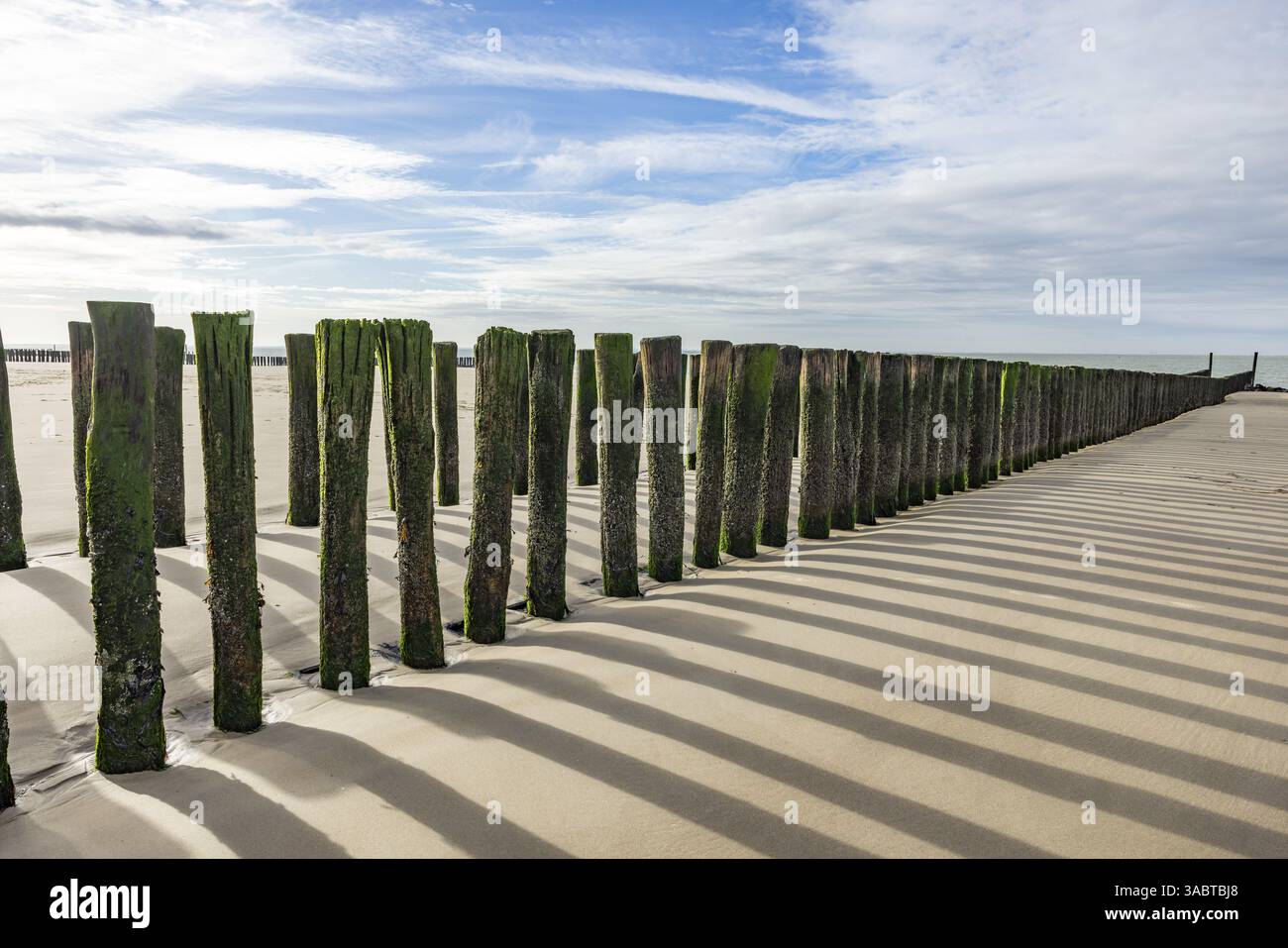 Row of wooden piles, groyne, with algae growth casts shadows on a sunny ...