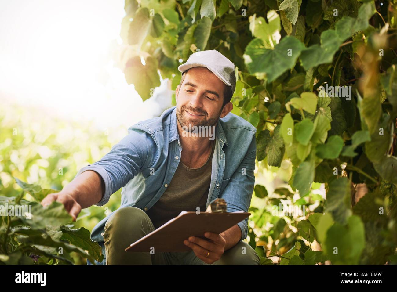 Farmer, agriculture and check crop on farm for growth, quality ...