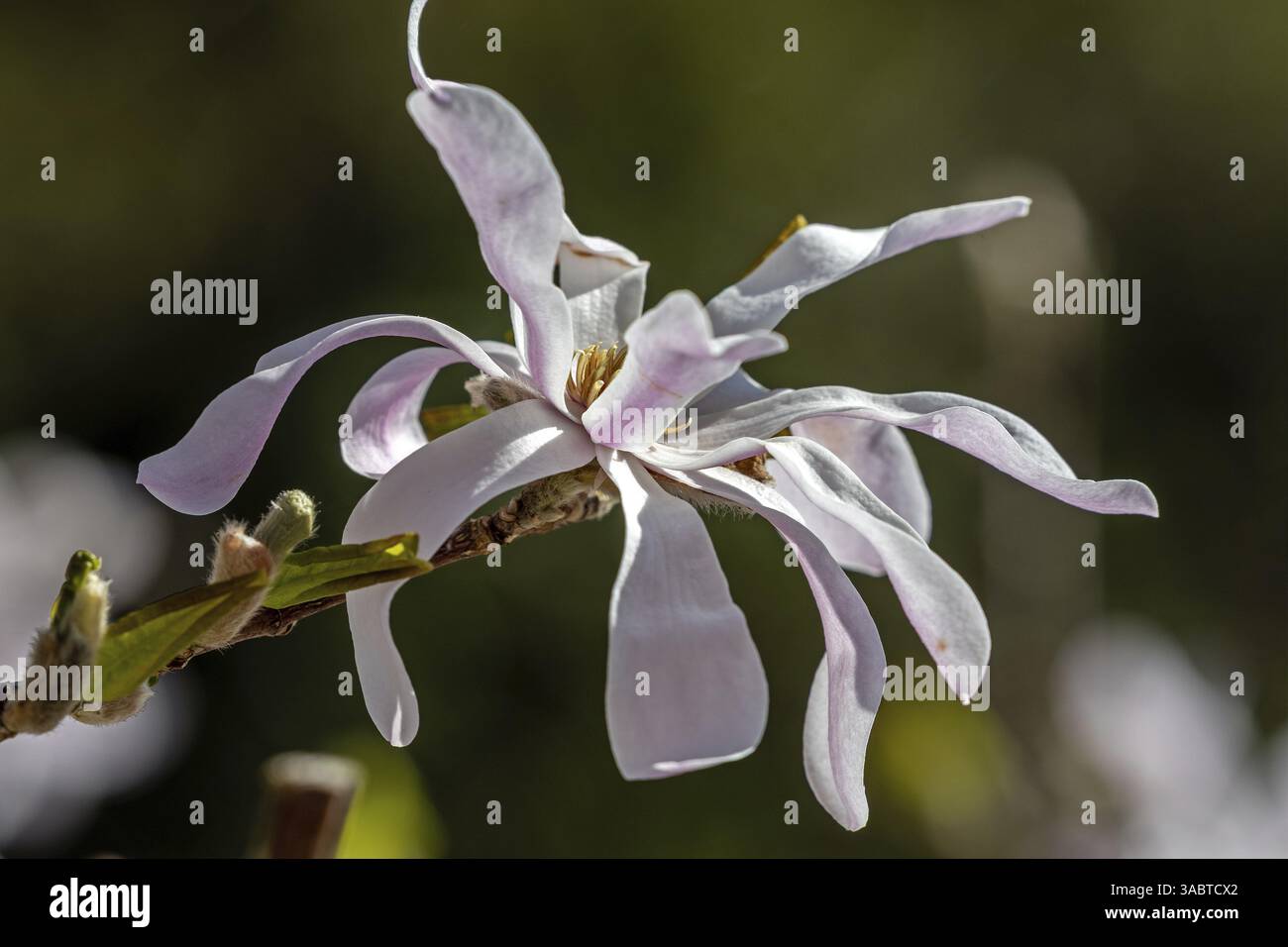 Star magnolia, flower of the star magnolia (Magnolia stellata), Baden ...