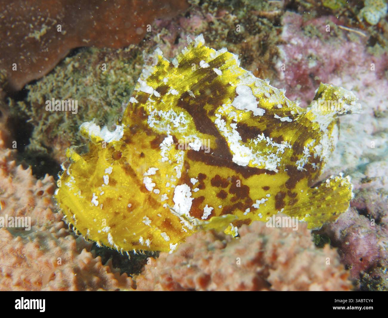 A yellow, camouflaged rocking fish (Taenianotus triacanthus) resting ...