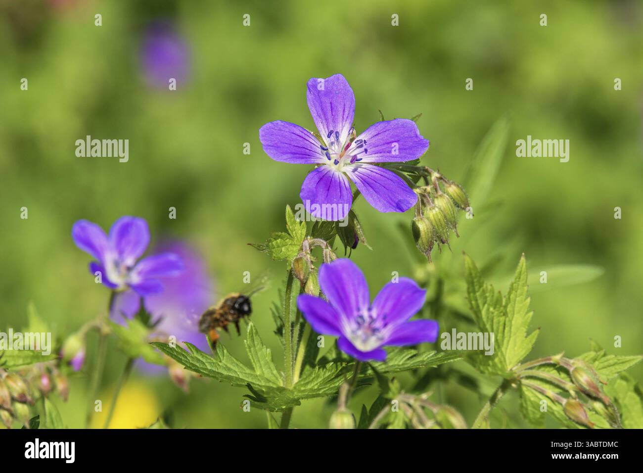 Wood cranesbill (Geranium sylvaticum) in bloom with a flying bee on ...