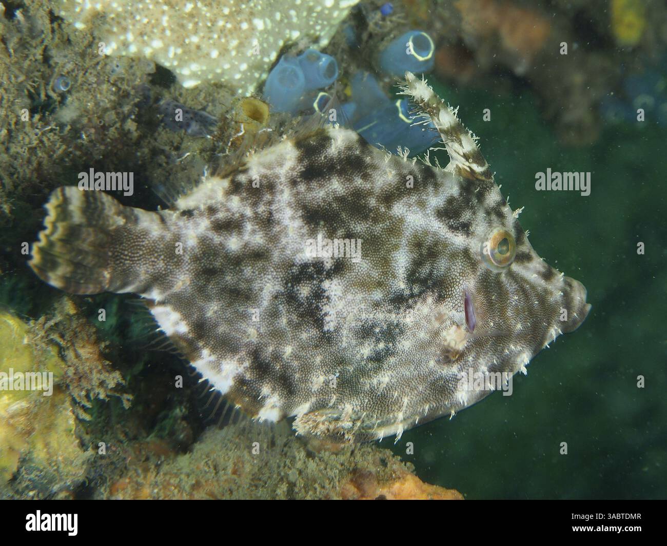 Seagrass filefish (Acreichthys tomentosus) with light and dark patterns ...