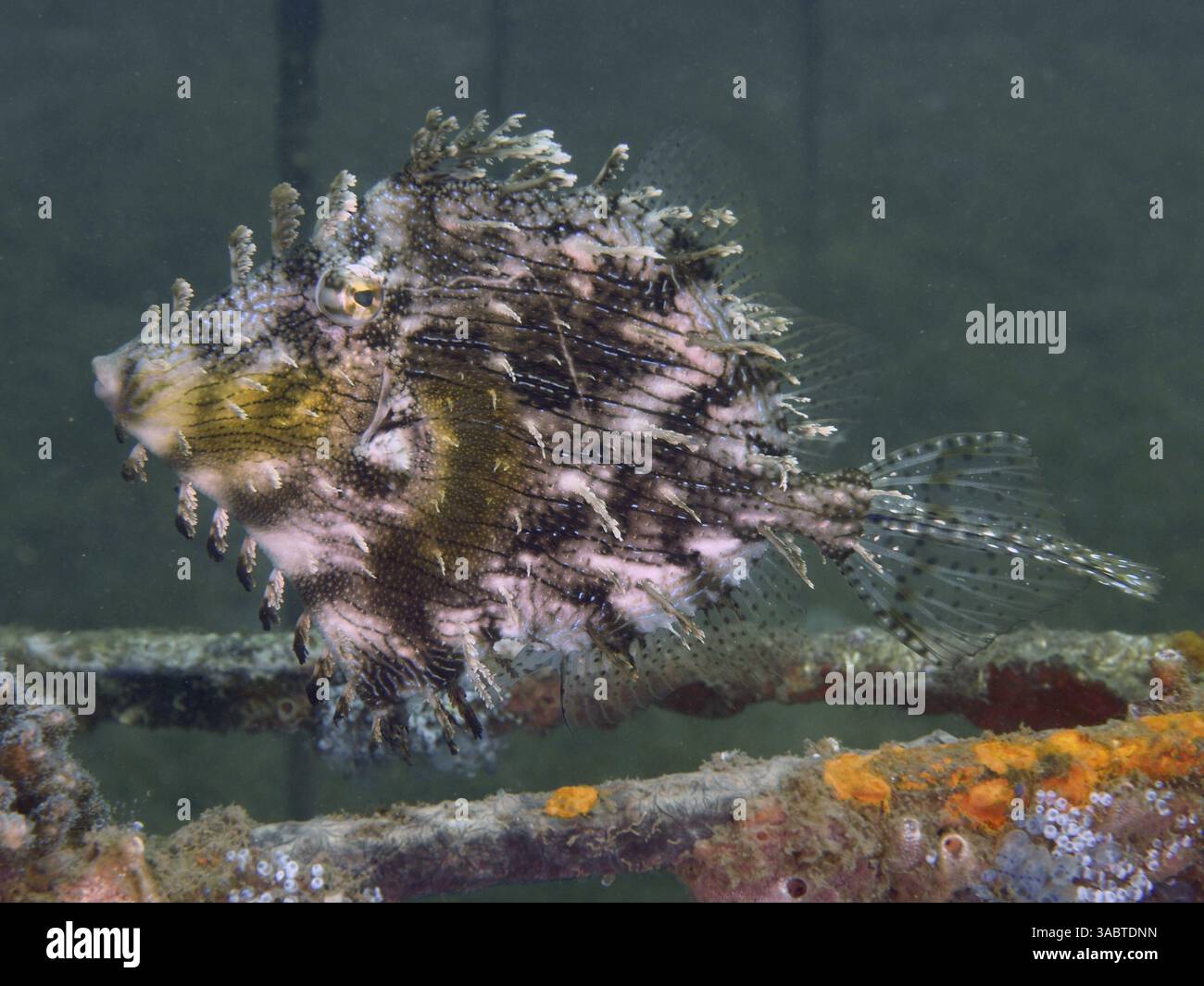 A bizarre jewellery filefish (Chaetodermis penicilligerus), filefish ...