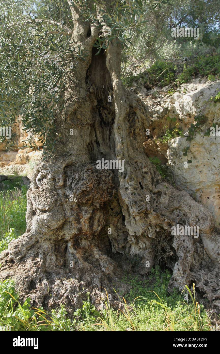 Old olive trees in Puglia, Italy Stock Photo - Alamy