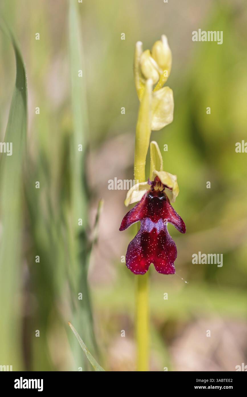 Beautiful Fly orchid (Ophrys insectifera) on a sunny meadow in the ...