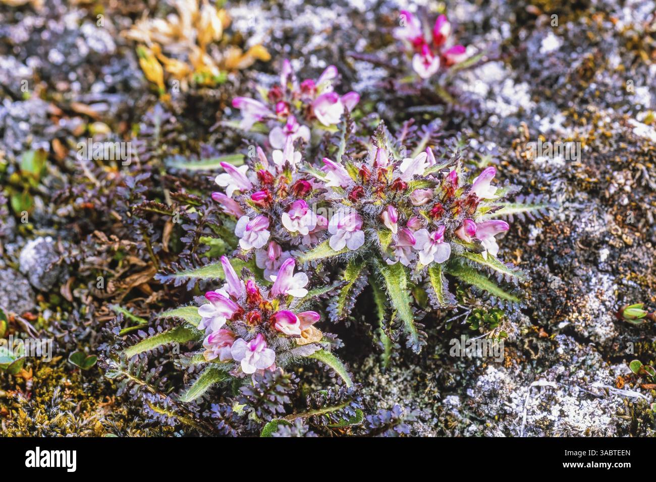 Hairy Lousewort (Pedicularis hirsuta) in bloom on the ground in the ...
