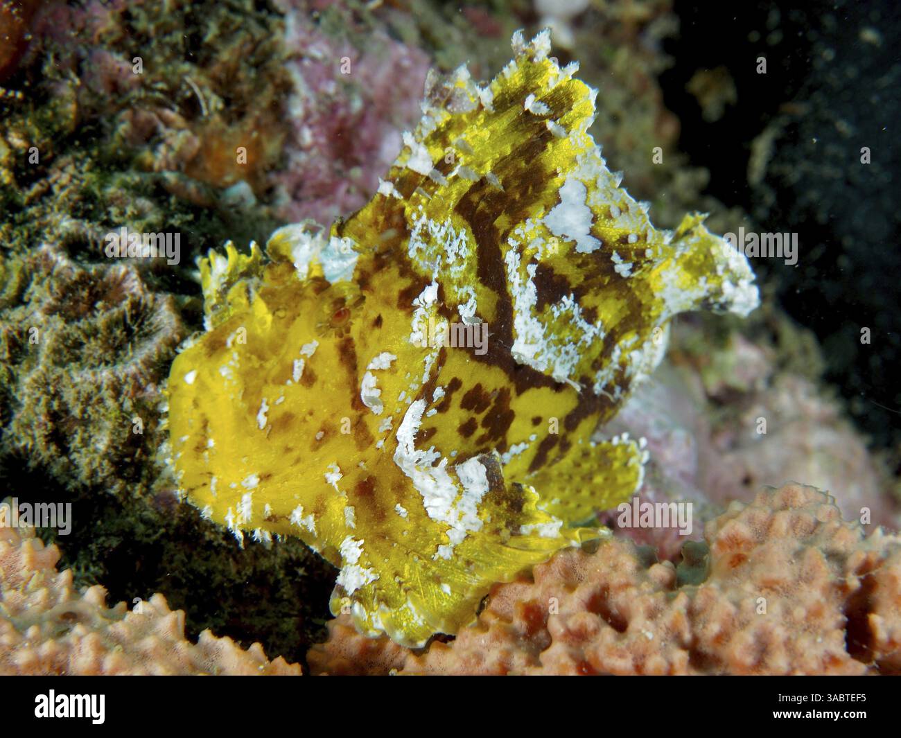 Yellow rocking fish (Taenianotus triacanthus) perfectly camouflaged in ...