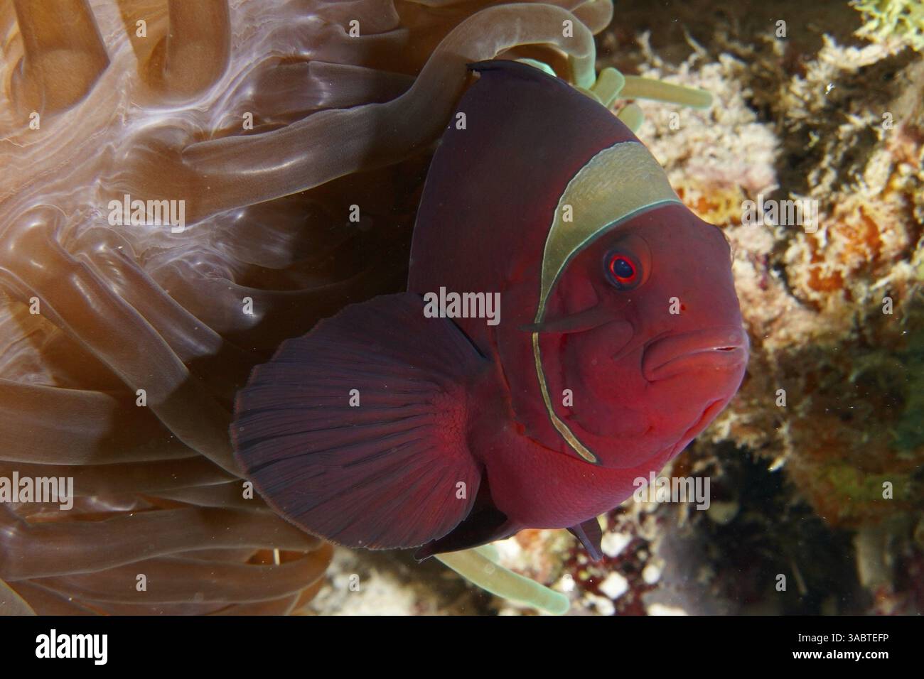 A dramatic looking red velvet anemonefish, spiny anemonefish ...
