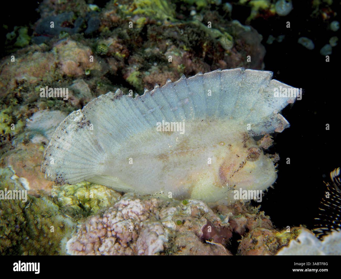 A pale rocking fish (Taenianotus triacanthus) with spread fins resting ...
