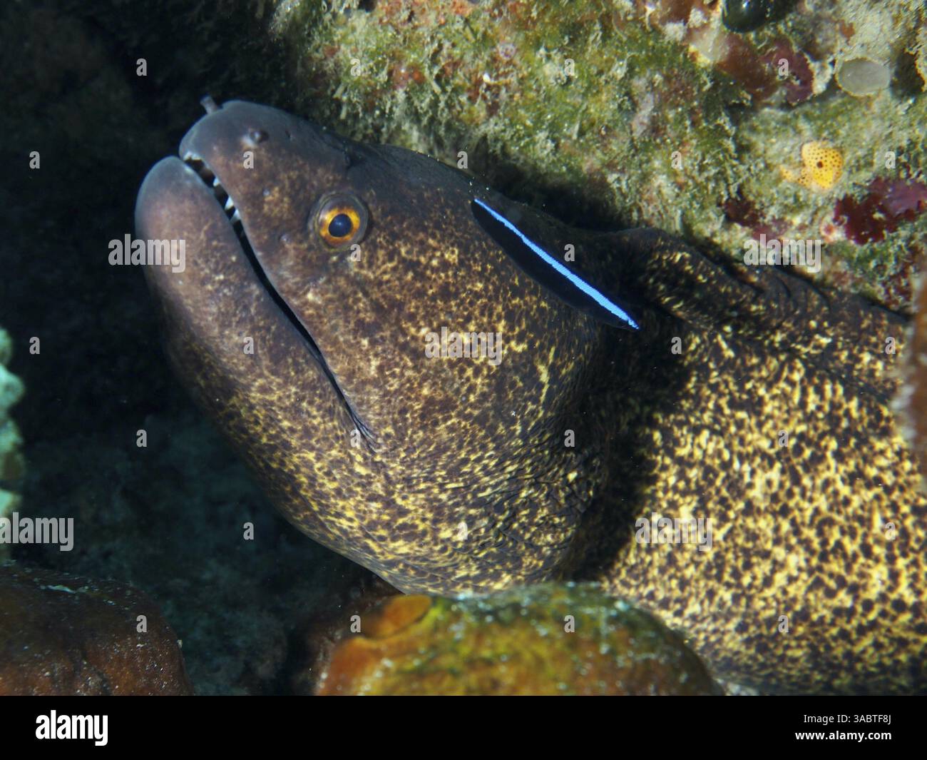Close-up of a sooty moray eel (Gymnothorax flavimarginatus) with ...