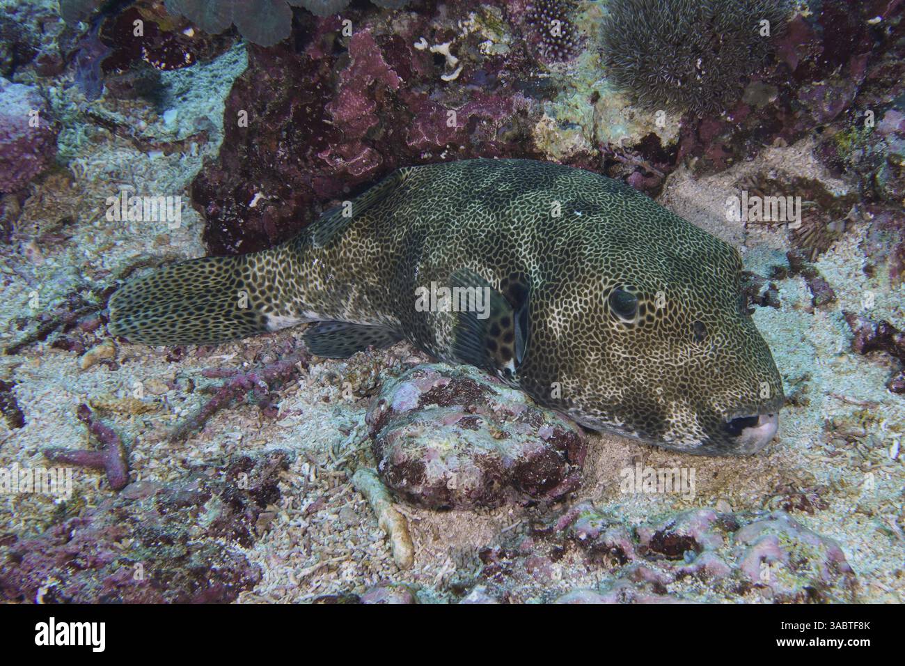 Giant pufferfish (Arothron stellatus) resting on sandy bottom, dive ...