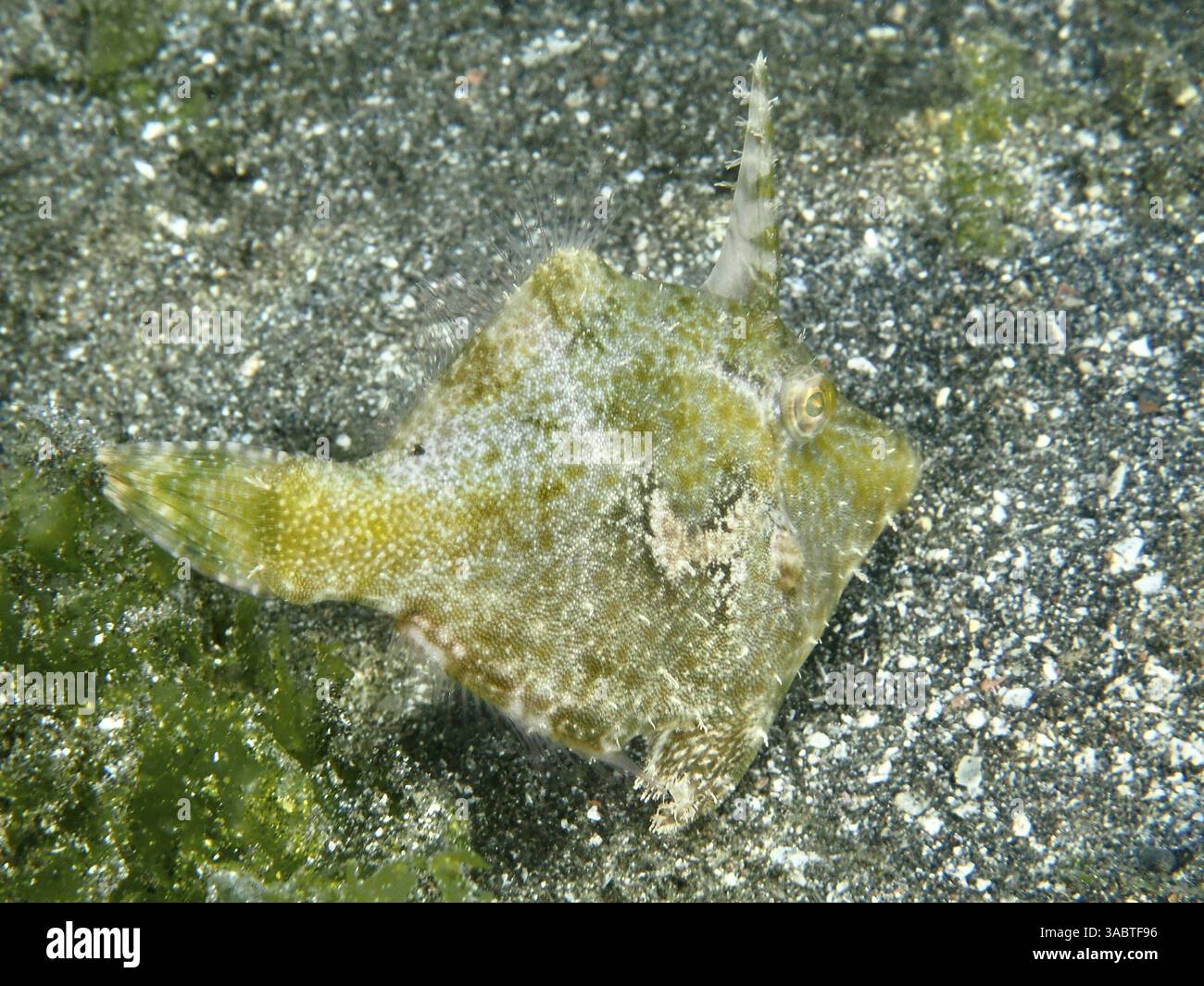 A small seagrass filefish (Acreichthys tomentosus) with a horn-like ...