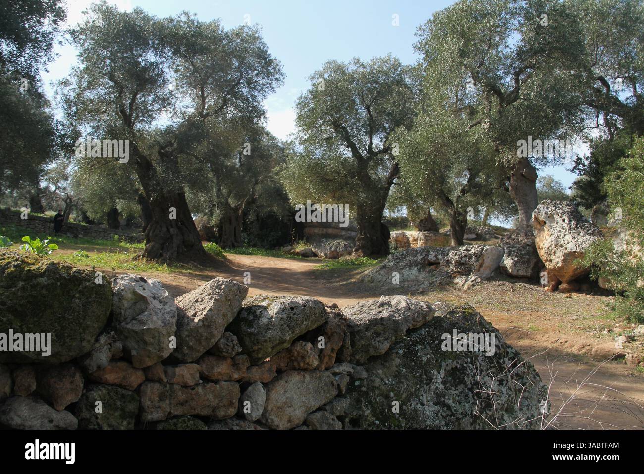 Olive grove in Puglia, Italy Stock Photo - Alamy