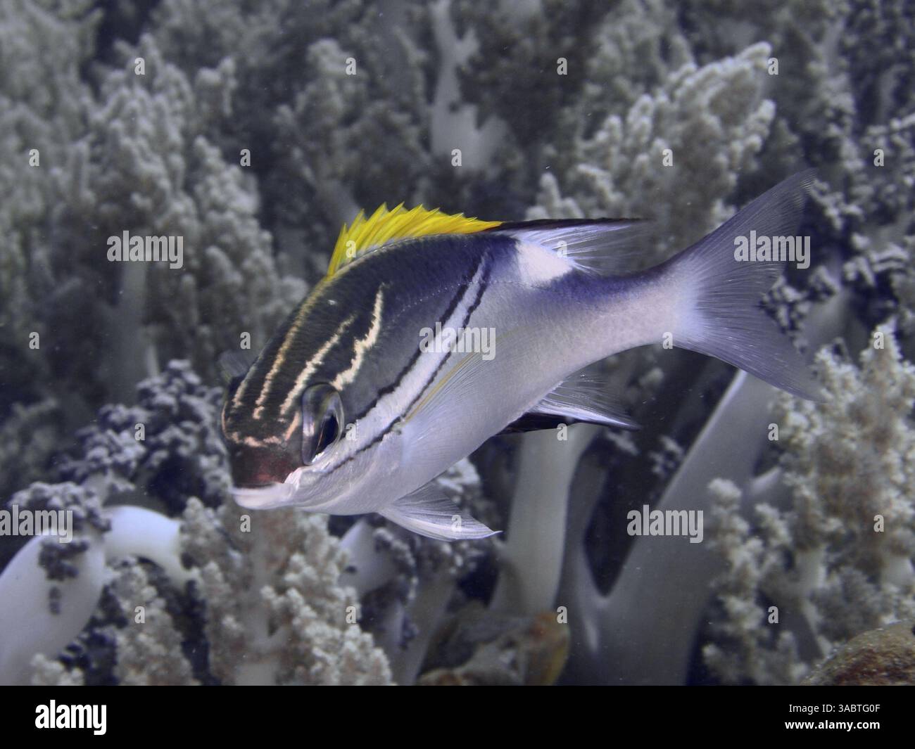 How to paint a coral reef scene hi-res stock photography and images - Alamy