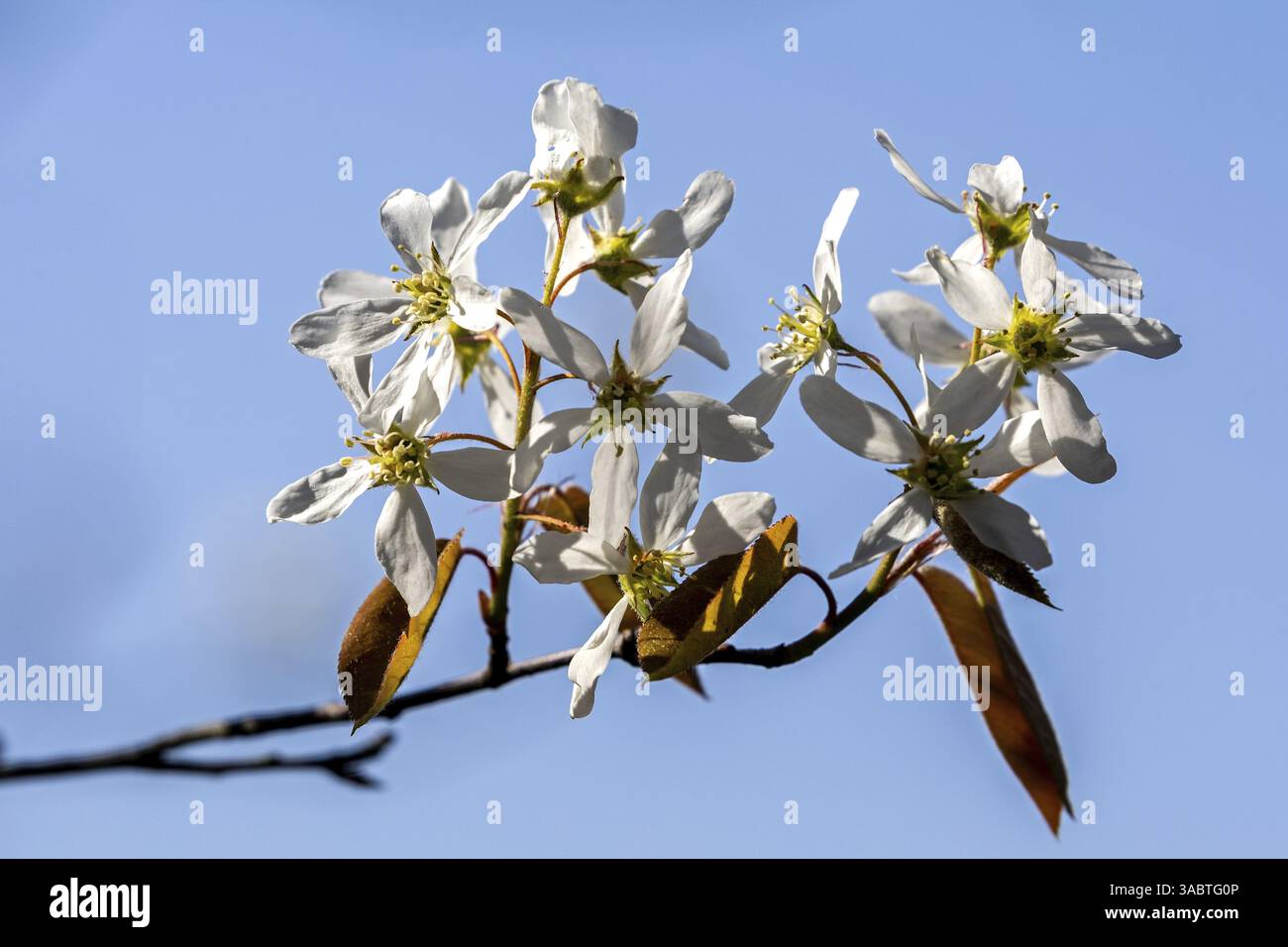 Blossom of the copper rock pear (Amelanchier lamarckii), also known as ...