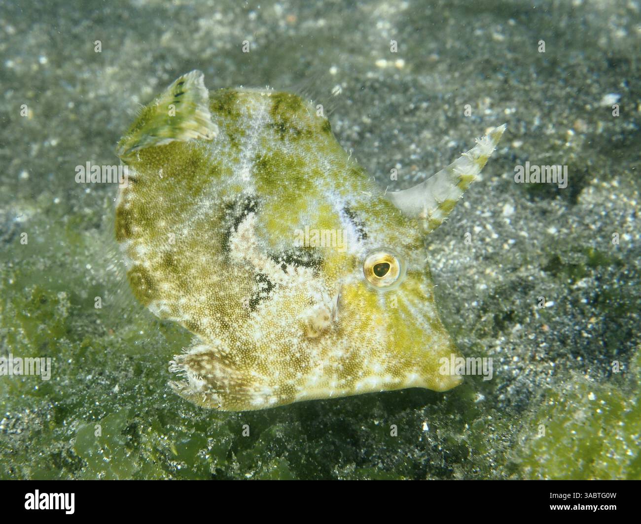 A small seagrass filefish (Acreichthys tomentosus) with a horn-like ...