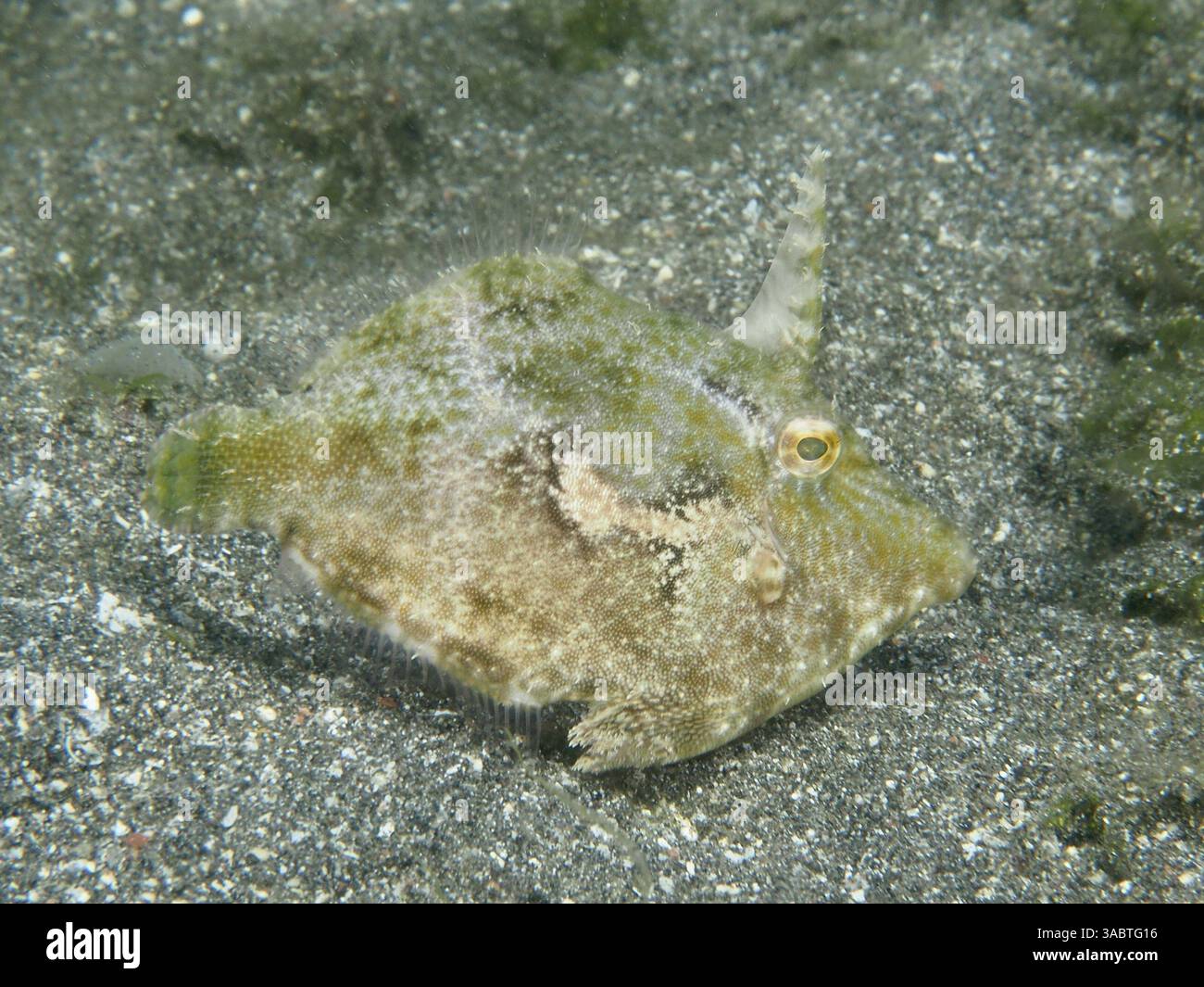Appendage structures hi-res stock photography and images - Alamy