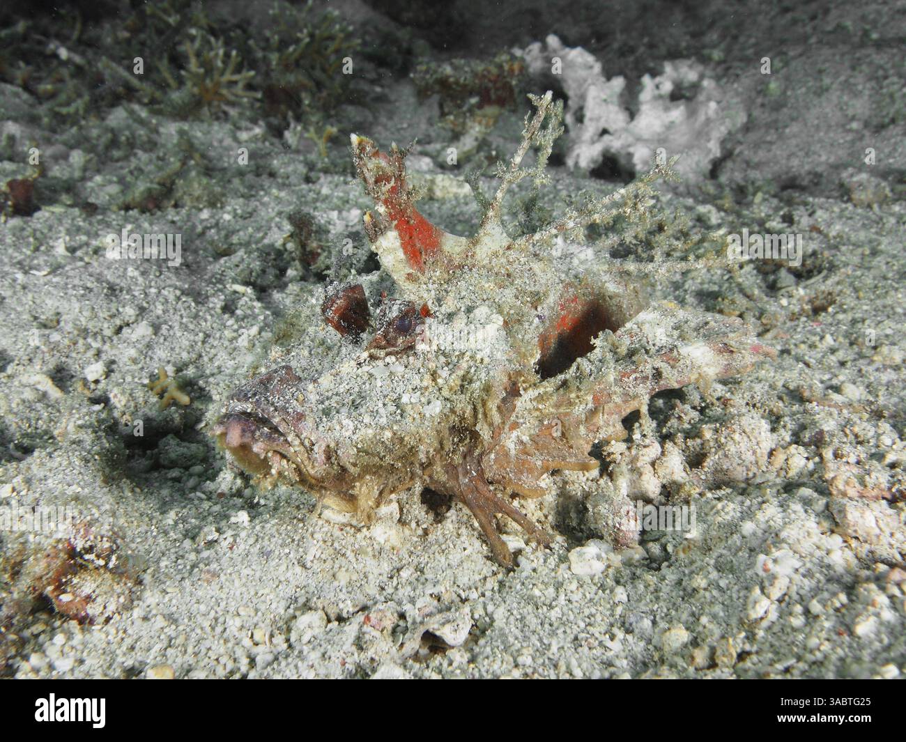 Camouflaged fish, Spiny Devilfish (Inimicus didactylus), resting on ...